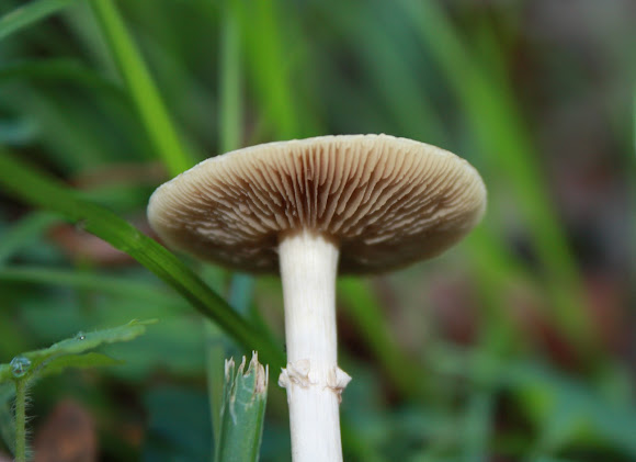 Common Fieldcap | Project Noah