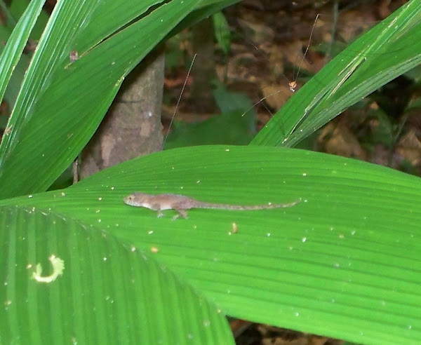 Ground Anole | Project Noah