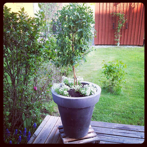 Lilla plupp