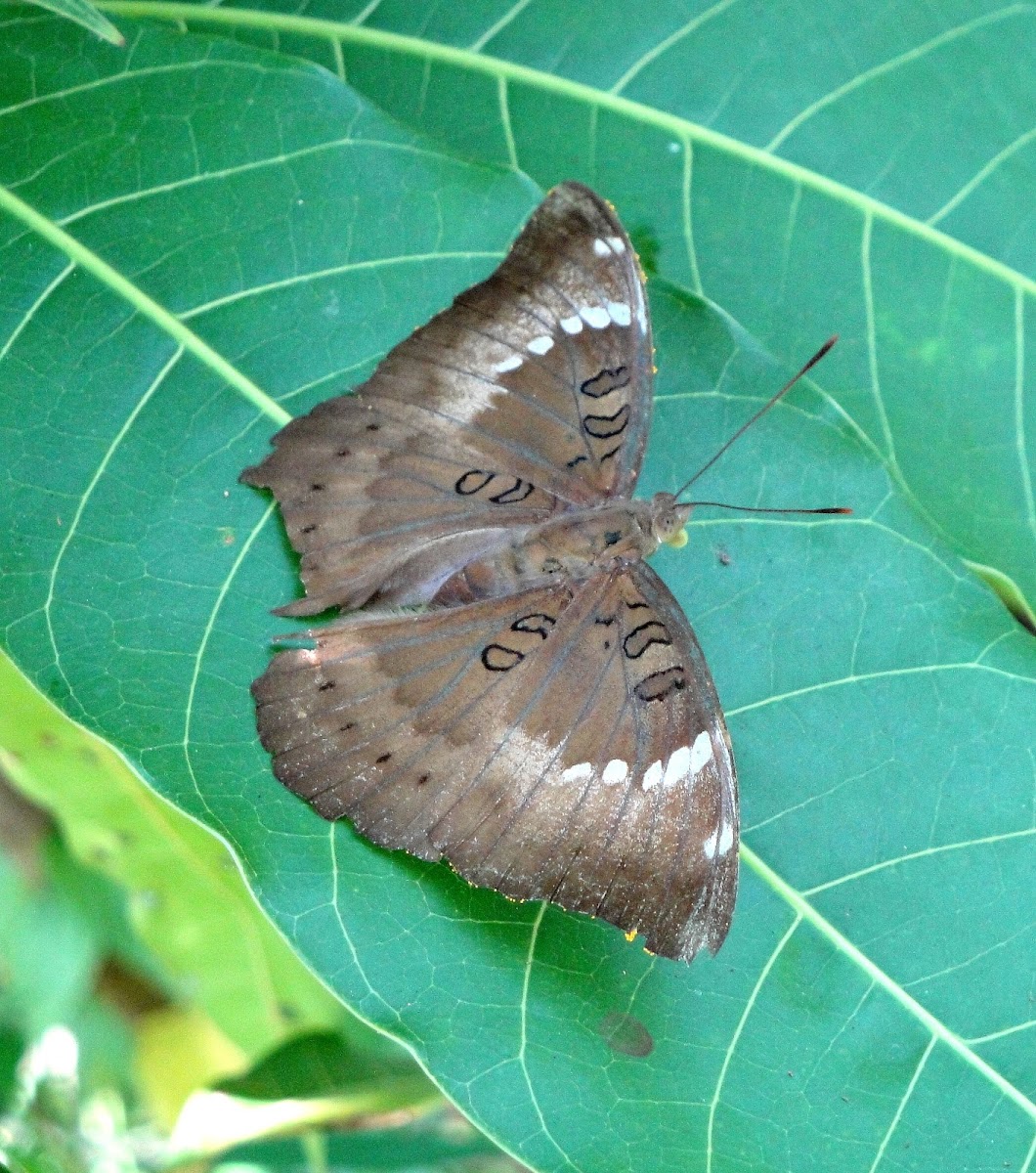 Common Baron | Project Noah