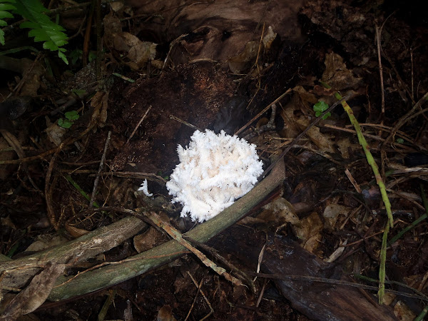 Bear's head. Fungi coral. Hongo coral | Project Noah