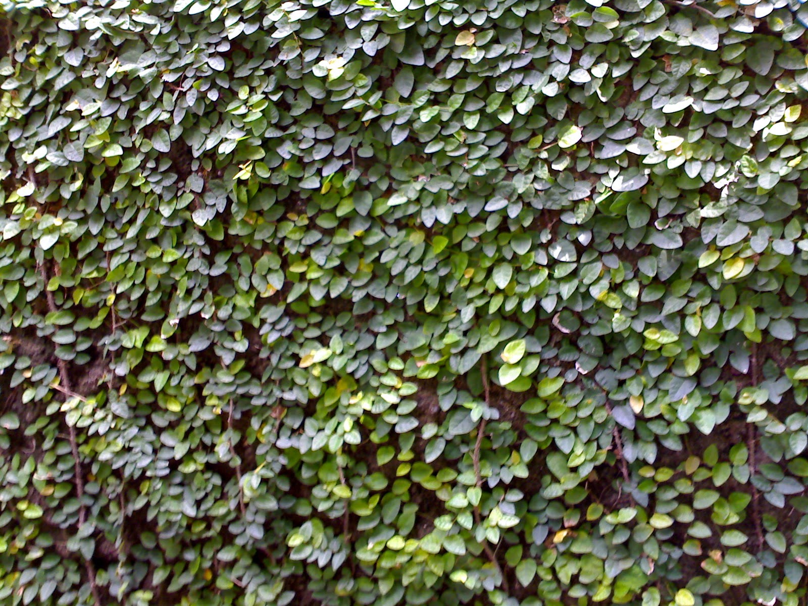 Tren Gaya 35+ Tanaman Hias Rambat