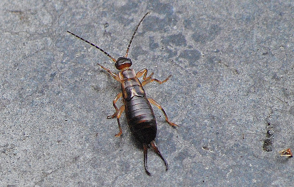 Common Earwig (Male) | Project Noah