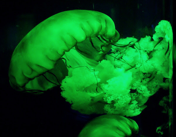 Pacific Sea Nettle | Project Noah