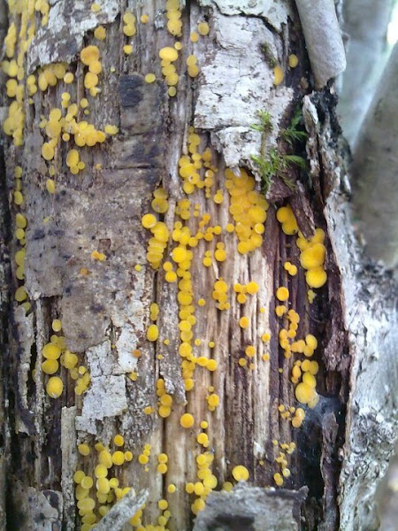 Nectria cinnabarina | Project Noah