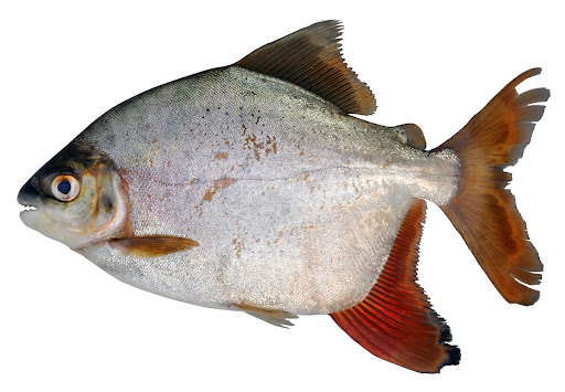 How to Discover a New Species of Fish, by the Academy of Natural ...