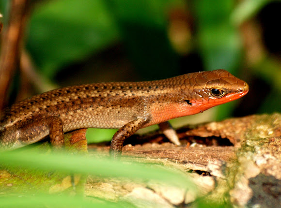 Red Throated Rainbow Skink | Project Noah