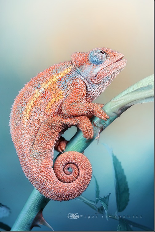 Poze macro : insecte si alte animale - Imagini Web