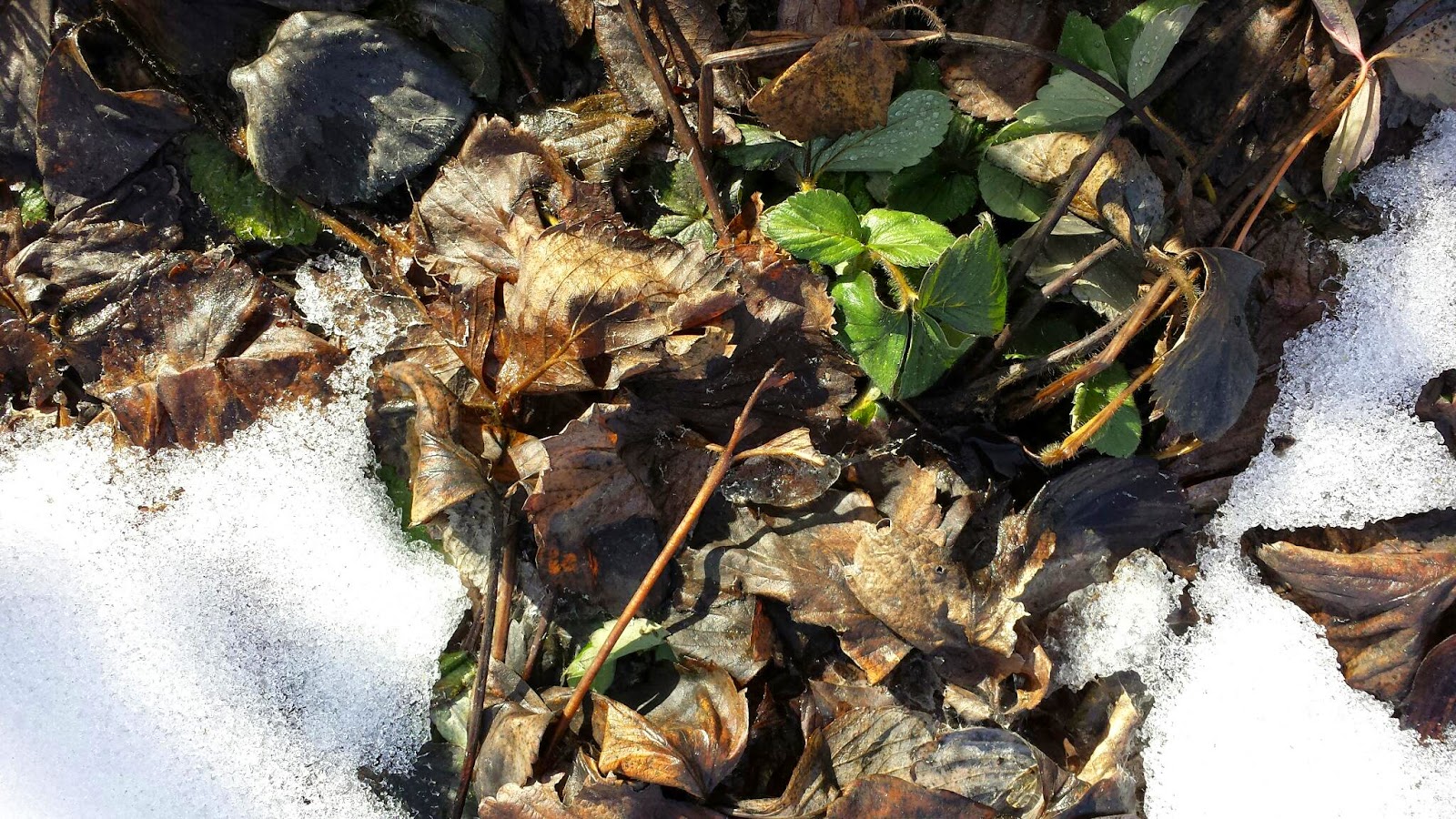 Wood for Food ~ Gardening with the Slow Burn of Rotting Wood: Despite ...