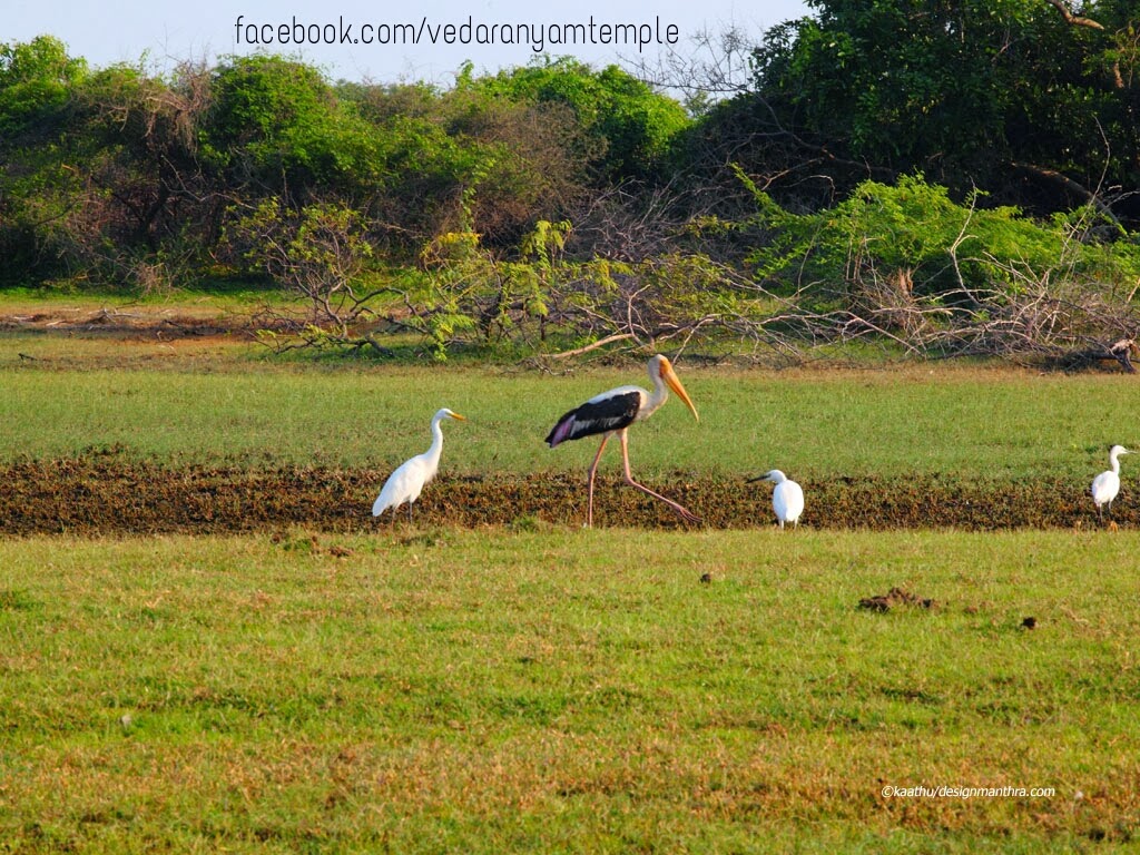 vedaranyam temple: Vedaranyam paravaigal saranalayam