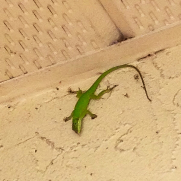 Amazing Anoles | Project Noah