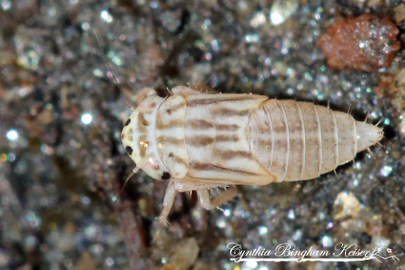 Leafhopper nymph | Project Noah