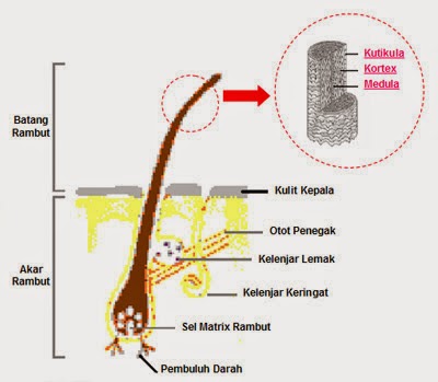 kesehatan bedah: Fakta unik rambut