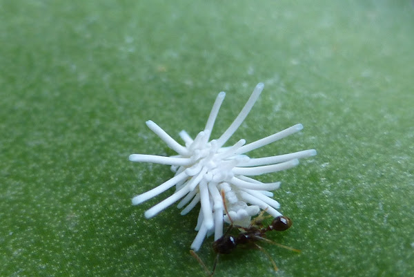 Mealybug | Project Noah