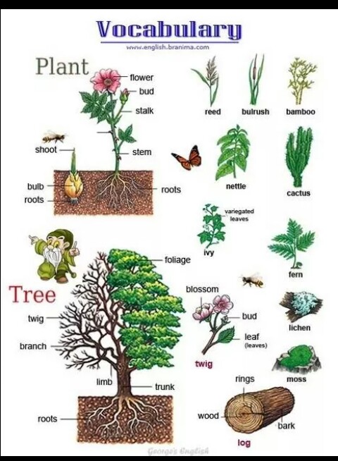 ¡Aprendamos ingles juntos!: Plants' parts.