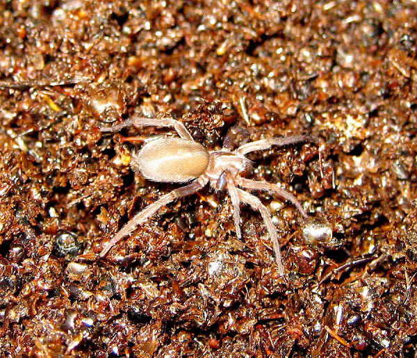 Cave Ground Spider | Project Noah