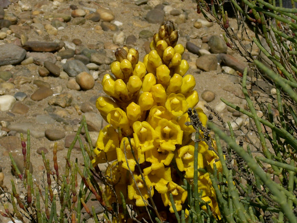 Cistanche | Project Noah