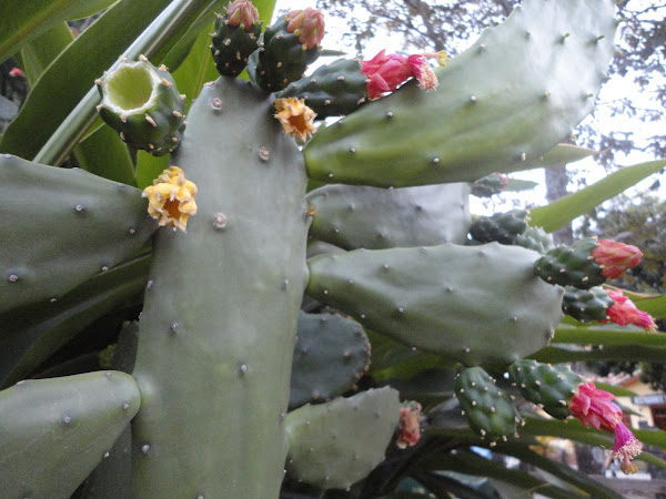 Palma | Project Noah