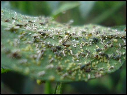 TIPS MENGENDALIKAN HAMA TANAMAN JERUK