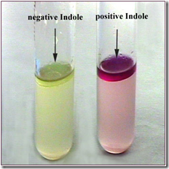 KOLEKSI TUGASAN: MIKROBIOLOGI–UJIAN INDOL