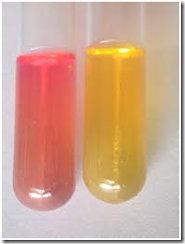 KOLEKSI TUGASAN: MIKROBIOLOGI - UJIAN FERMENTASI GULA, UJIAN OKSIDASE ...