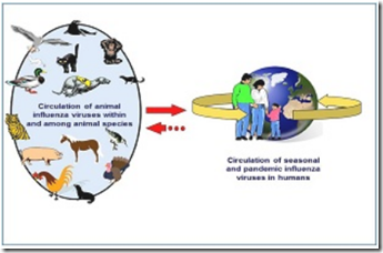 Avian Flu Diary: WHO Update: Influenza At The Human-Animal Interface