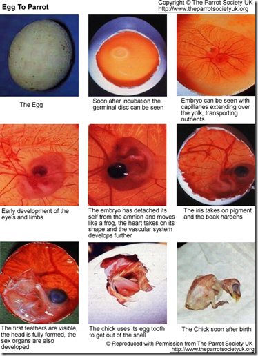 Lahir Dan Teralogi Pada Aves ~ Embriology of Birds