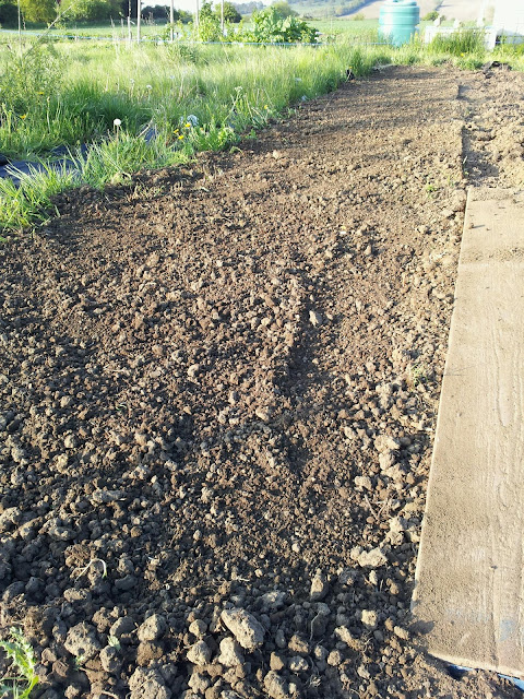 The shallotment: Preparing first seed bed