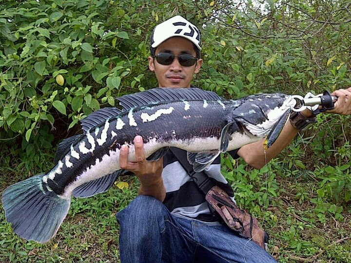 Resepi Pancing: Stik Ikan Toman