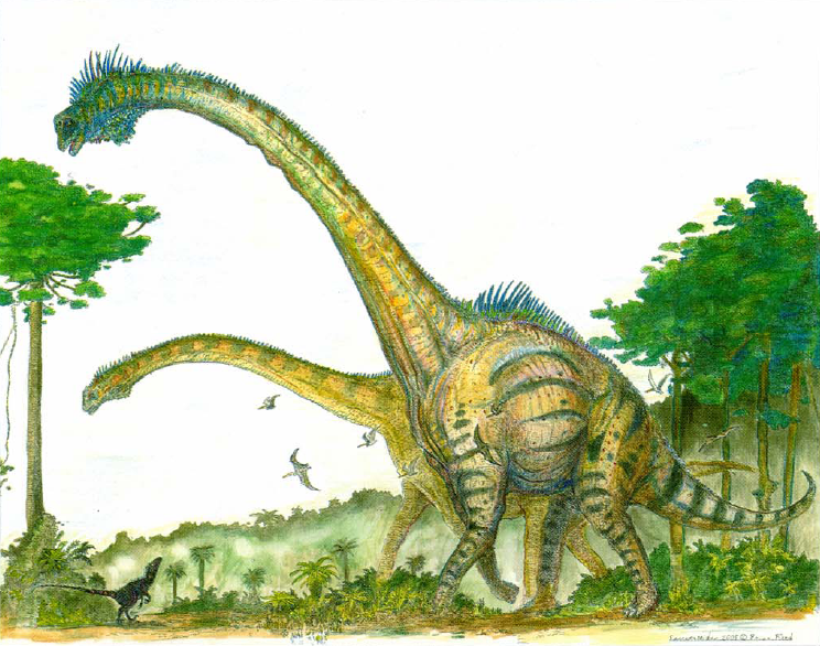 Dinosauria: Sauroposeidon > Paluxysaurus