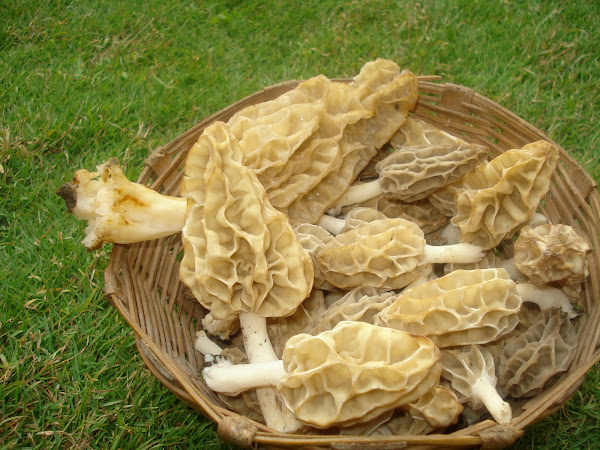 Yellow morel | Project Noah