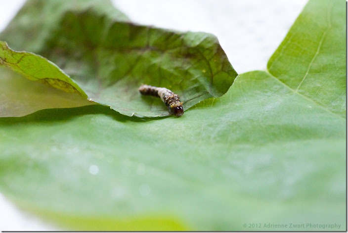 Tips for Raising Healthy Caterpillars