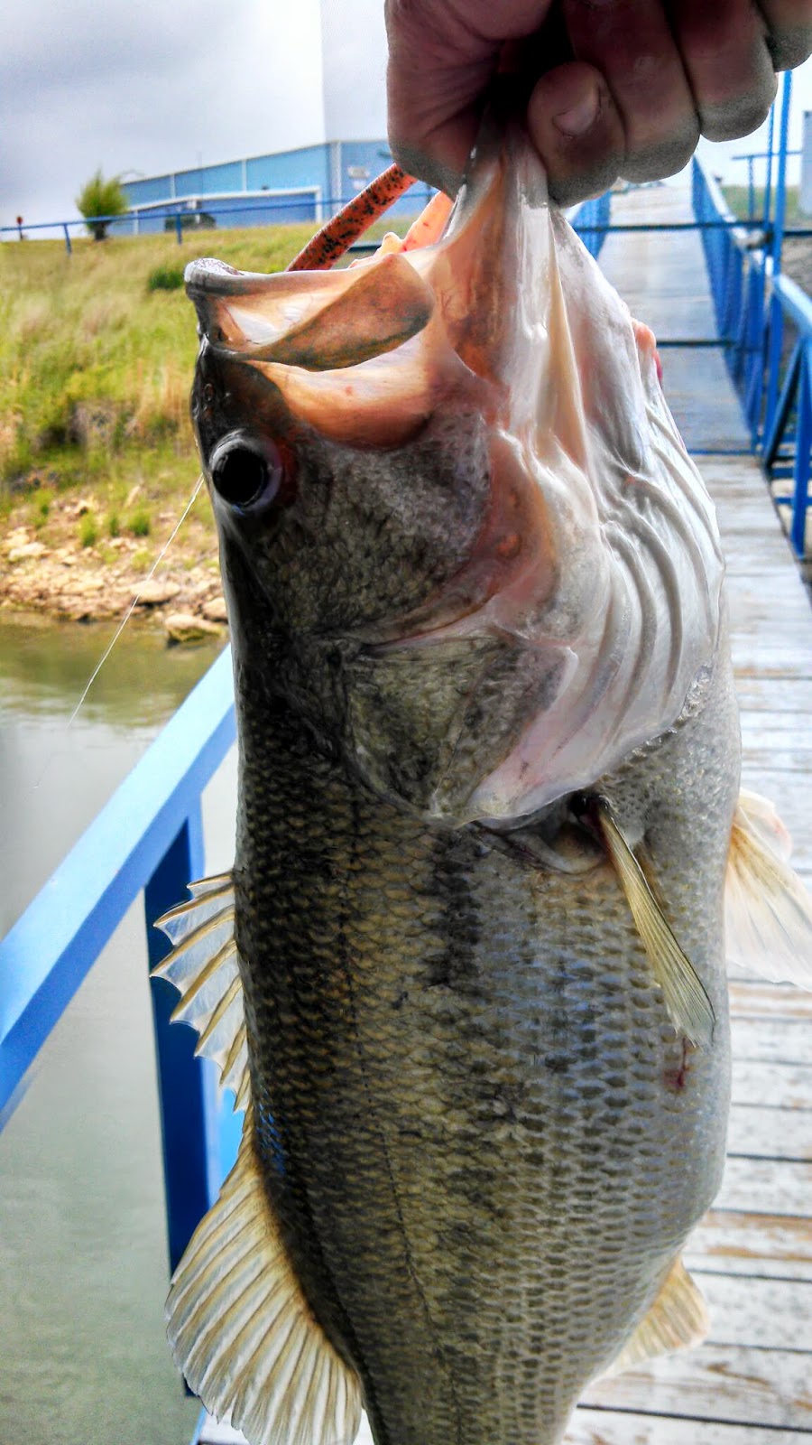 Big fishing day! Best and biggest bass!