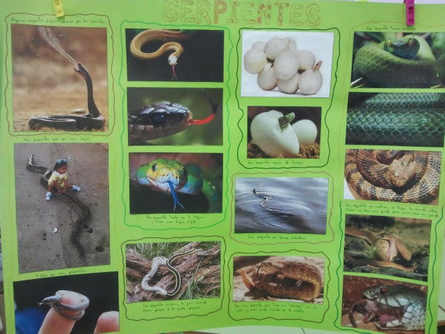 LOS PEQUES DEL PICASSO: Aprendemos sobre las serpientes