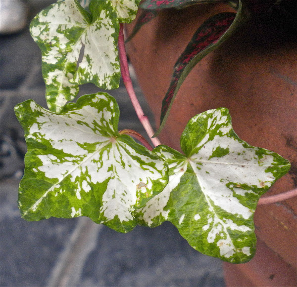 Variegated English Ivy | Project Noah