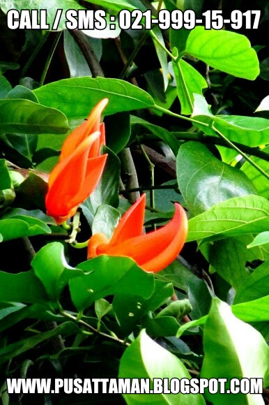 Flame Of Irian | Tanaman Rambat | Jual Tanaman Hias | TUKANG TAMAN