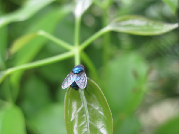 Northern blowfly or blue-bottle fly | Project Noah