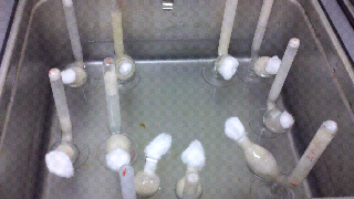 Biology 2404: Yeast Lab