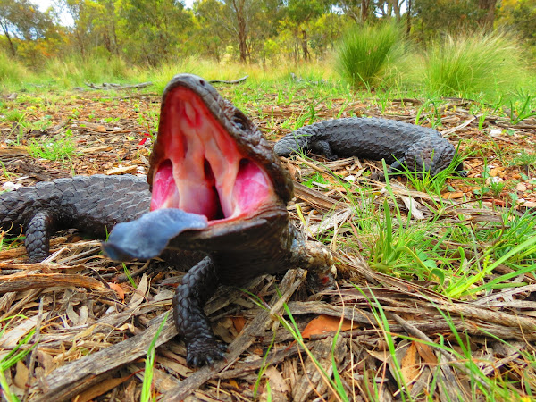 Shingleback Lizard | Project Noah