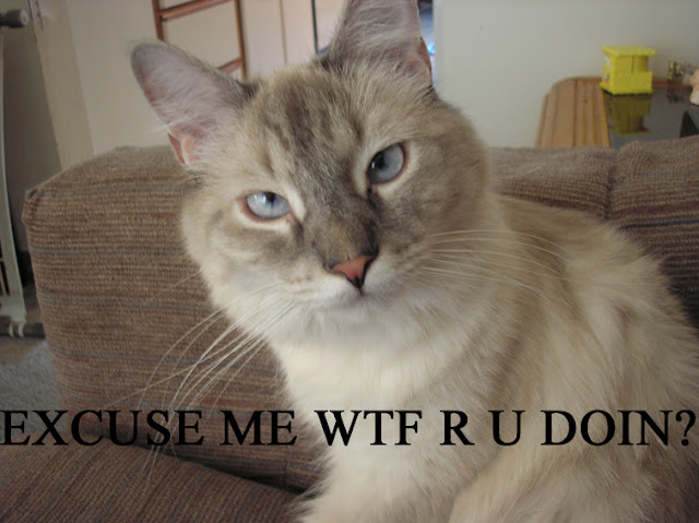 17 Epic WTF Cat Face Memes ~ Funny All The Time