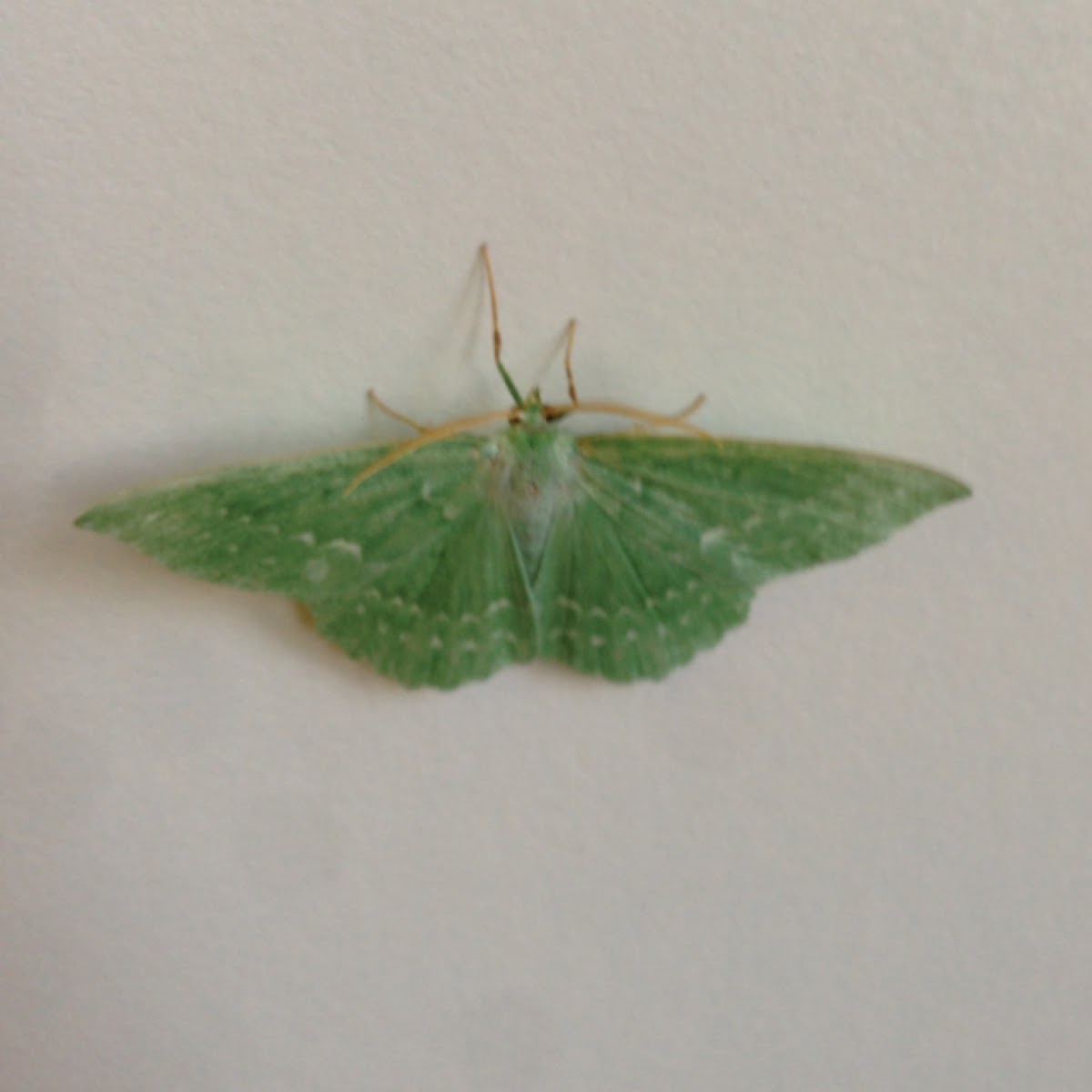 Large emerald | Project Noah