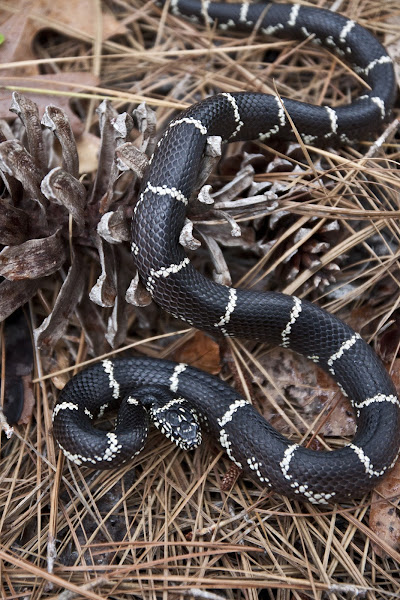 Eastern Kingsnake/Chained Kingsnake | Project Noah