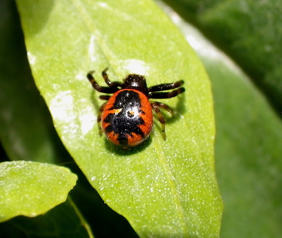 Napoleon spider | Project Noah