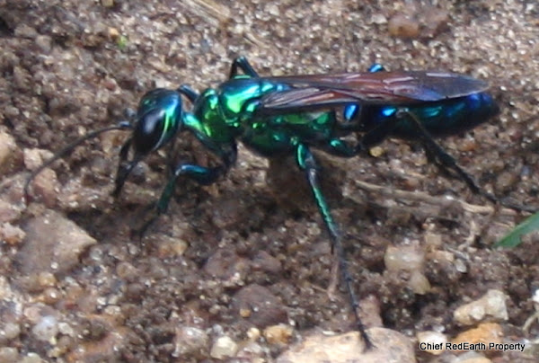 emerald cockroach wasp or jewel wasp | Project Noah