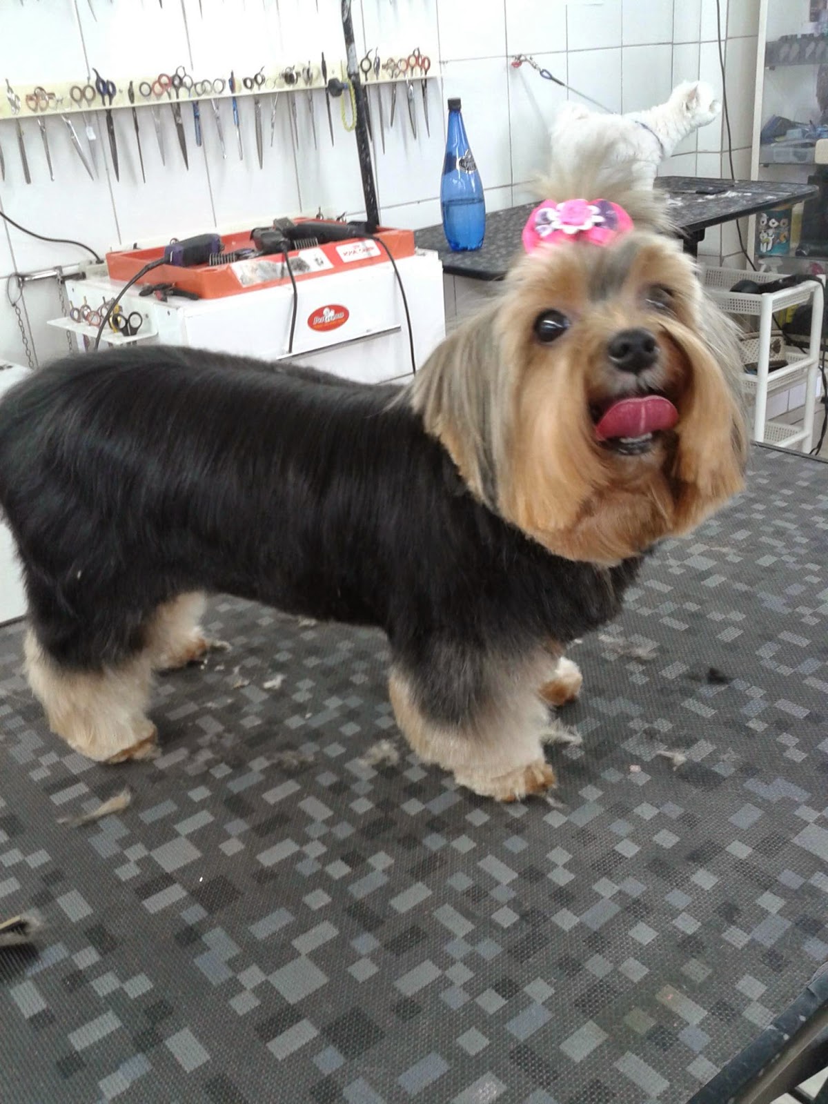 Romano Pet Show: Tosa bebê York