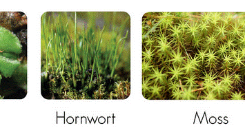 Classification of bryophytes