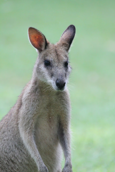 Wallaby | Project Noah