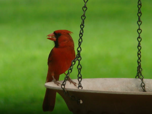 Cardinal | Project Noah