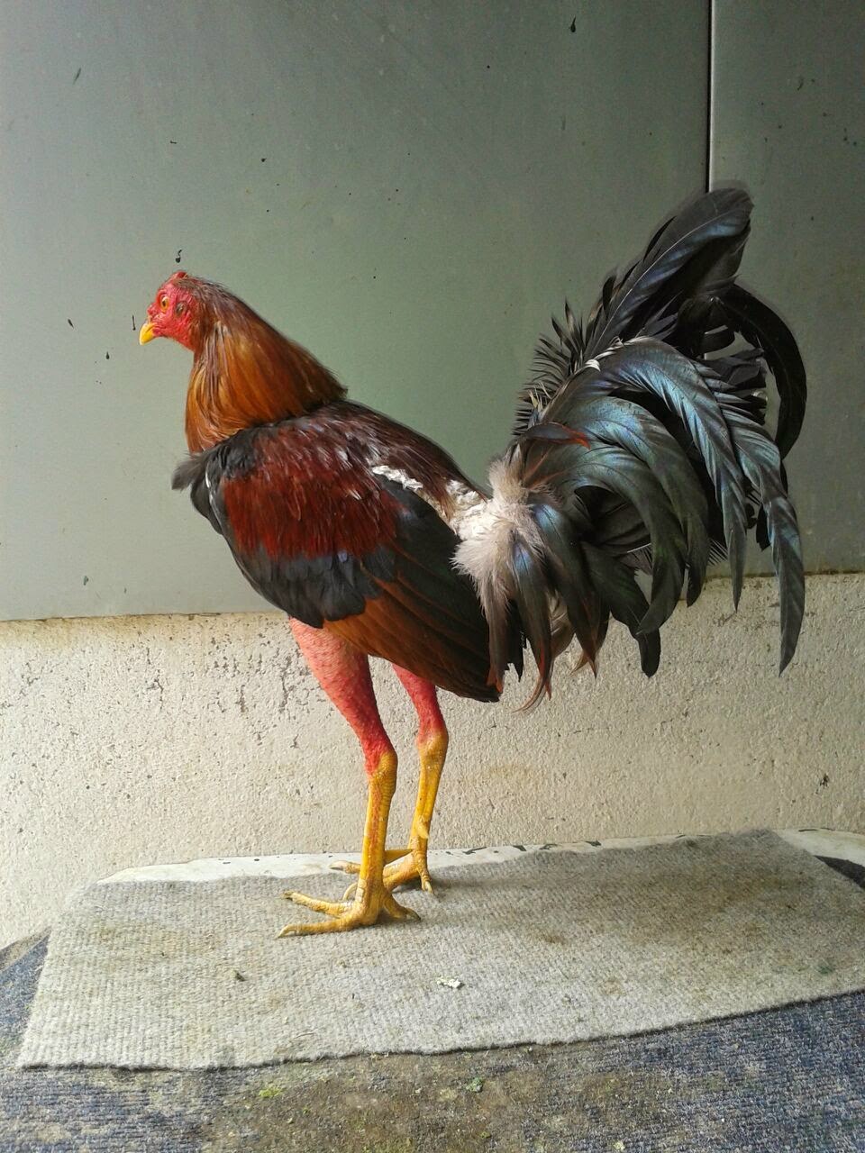 GALLO ESPAÑOL: noviembre 2014