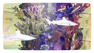 Kindling The Fire: RCH Aquarium
